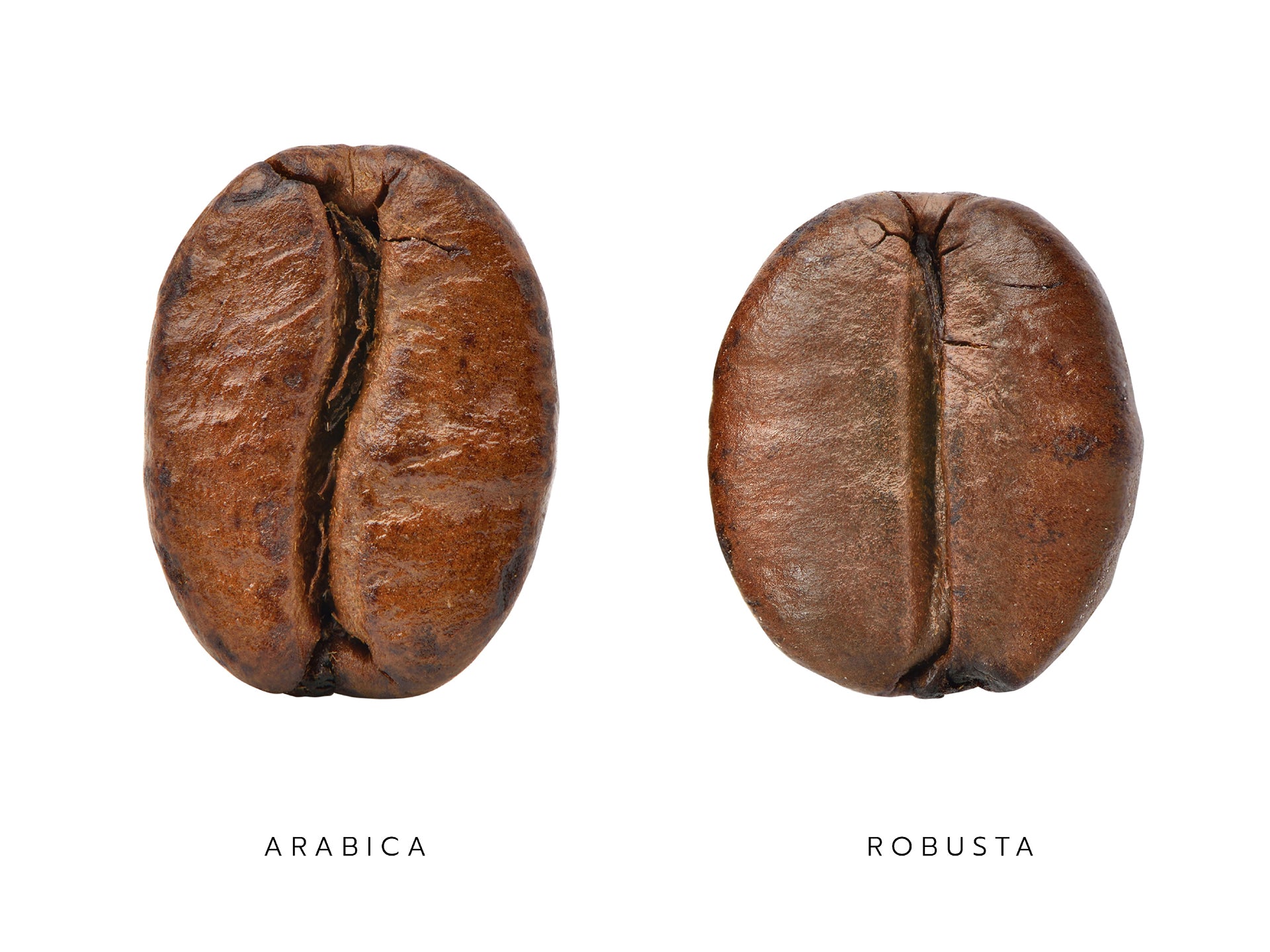 Arabica Vs Robusta- Know The Difference Now |Gruner